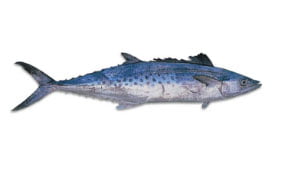 Fishing Charters at Native Fishing Charters & Airboat Tours, LLC Fl